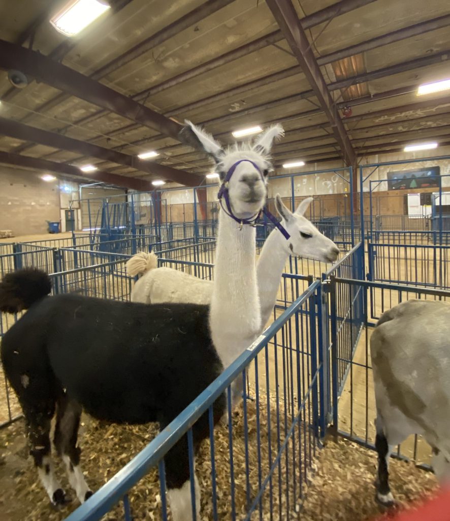 Ranchers helping ranchers with livestock evacuations as wildfires continue to grow near Meeker ...