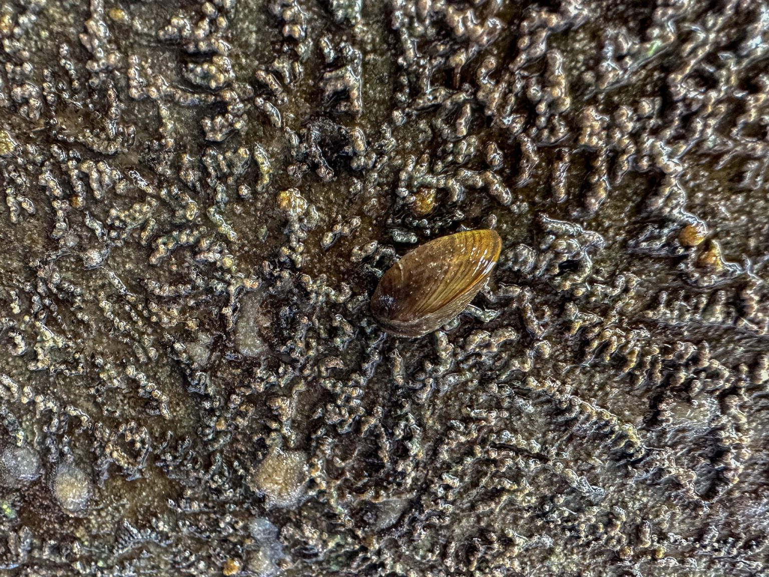 What you need to know about the invasive zebra mussels taking hold ...