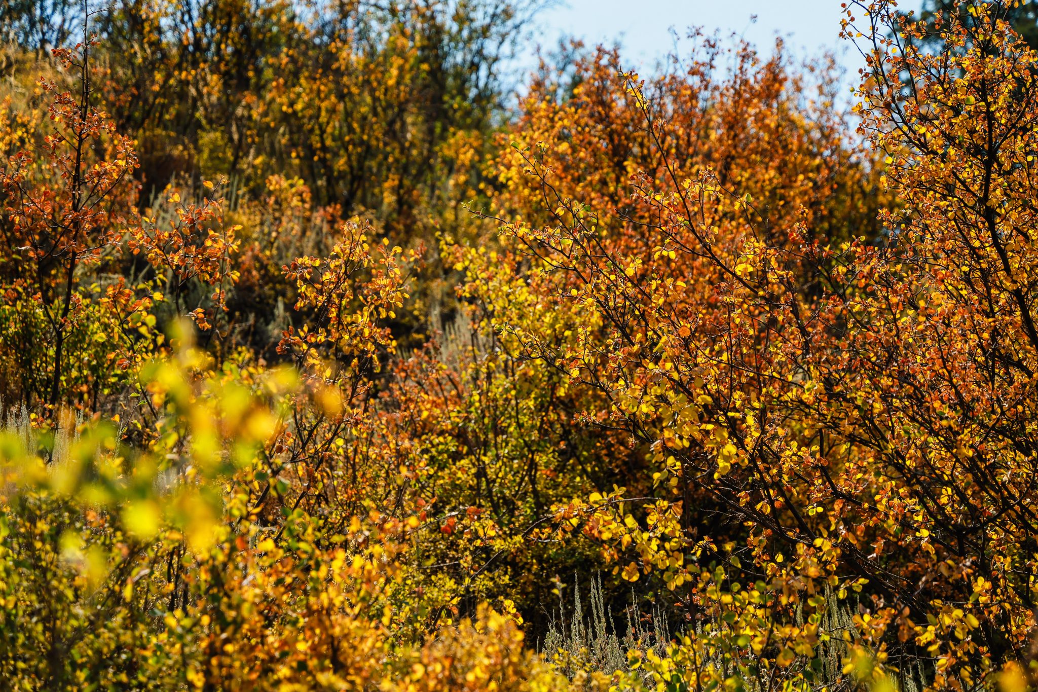 ‘Extreme’ fire risk in Eagle County has officials on alert | VailDaily.com