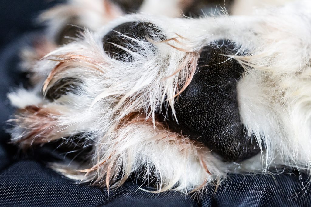 Colorado Parks and Wildlife ends search for wolf attacking livestock in ...