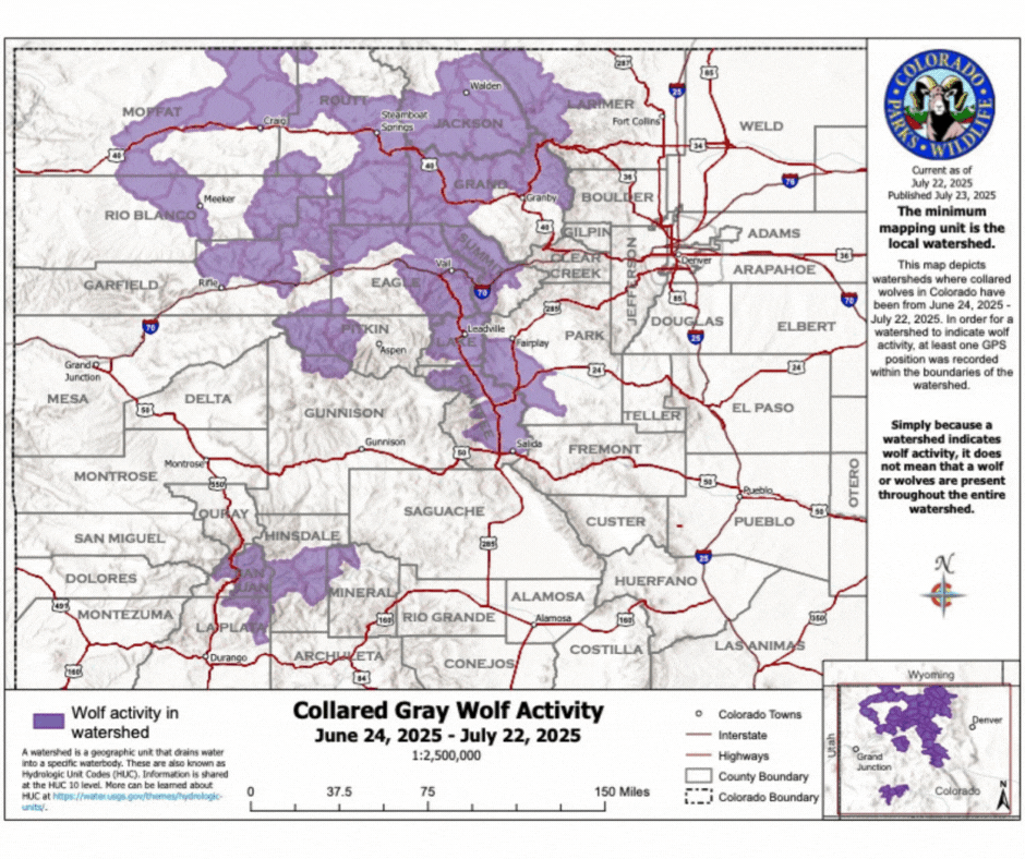 Wolf movement continues across Western Colorado and some Front Range ...