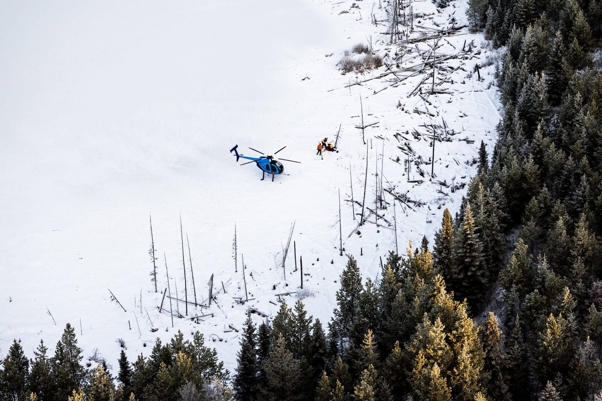 Polis shrinks funding for Colorado’s wolf reintroduction to address ...