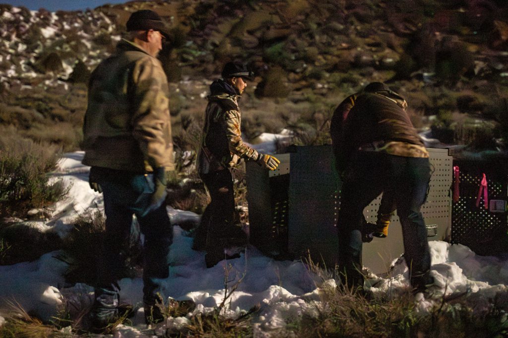 Initiative seeking to stop Colorado wolf releases fails to collect ...