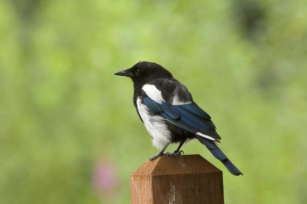 Colorado’s magpies are busy right now. Here’s what they’re up to ...