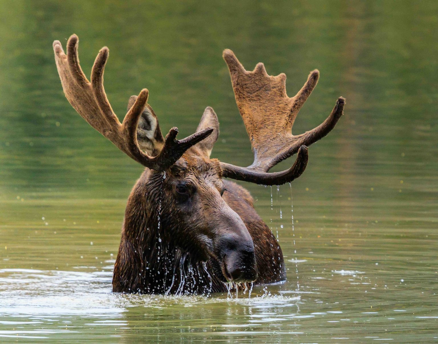Meeting moose: Connecting Alaska’s coasts and Colorado’s Mountains ...