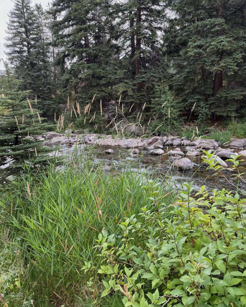 How you can help keep our waterways and riparian zones healthy in Eagle ...