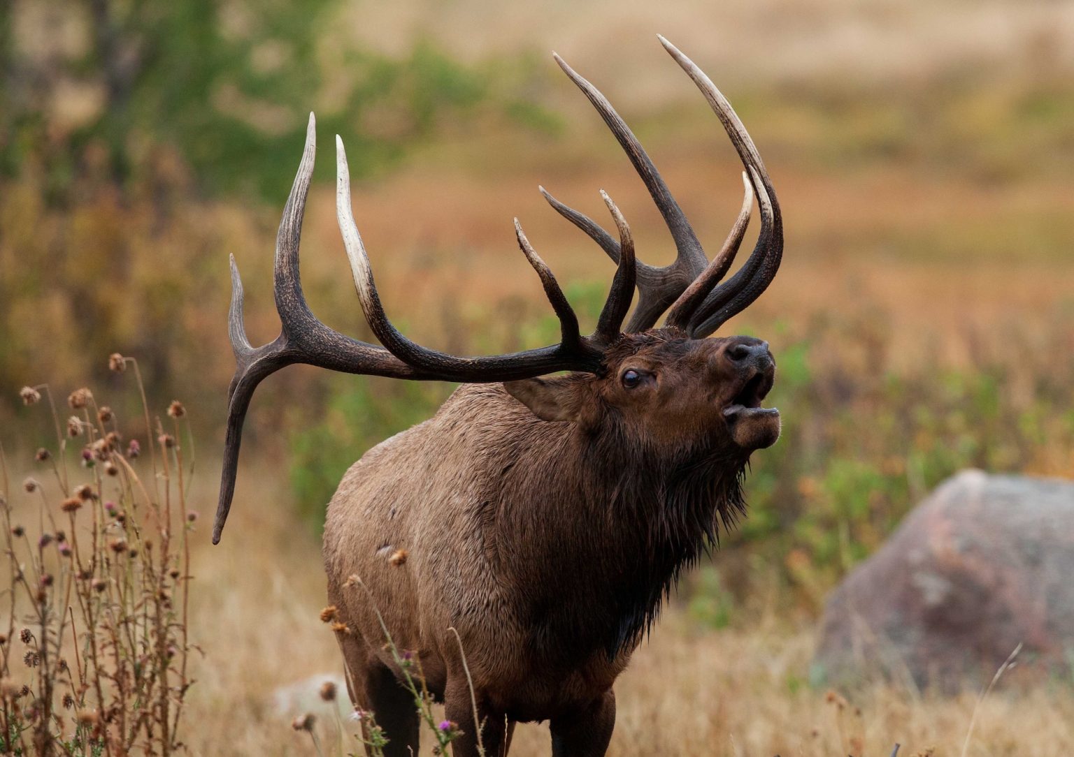 Love is in the air this fall in Colorado. Here’s how to keep safe ...