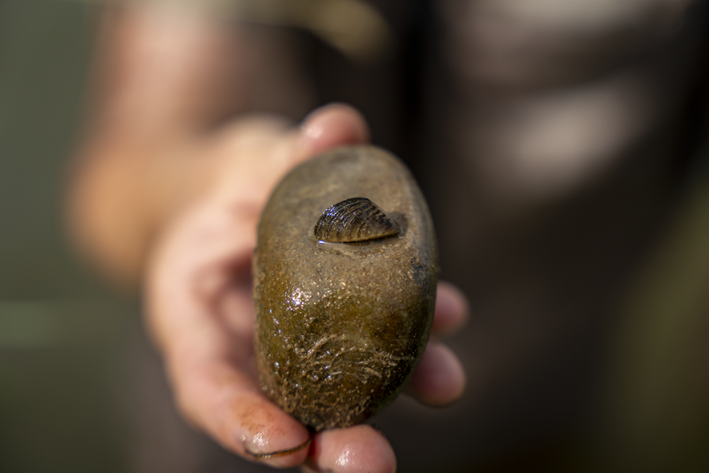 First adult zebra mussels found in Colorado River as the invasive ...