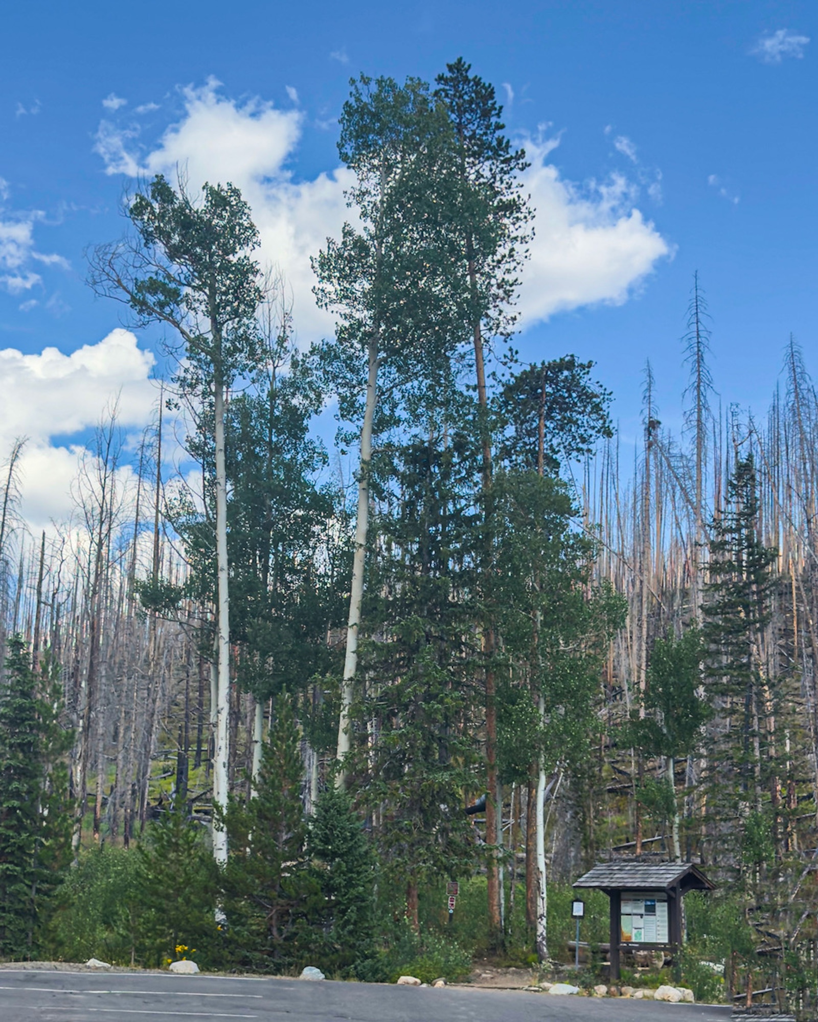 After the wildfire: How Colorado’s plants and wildlife have evolved to ...