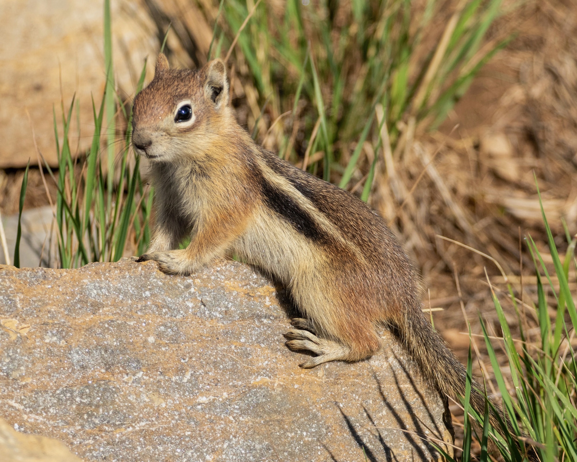 After the wildfire: How Colorado’s plants and wildlife have evolved to ...