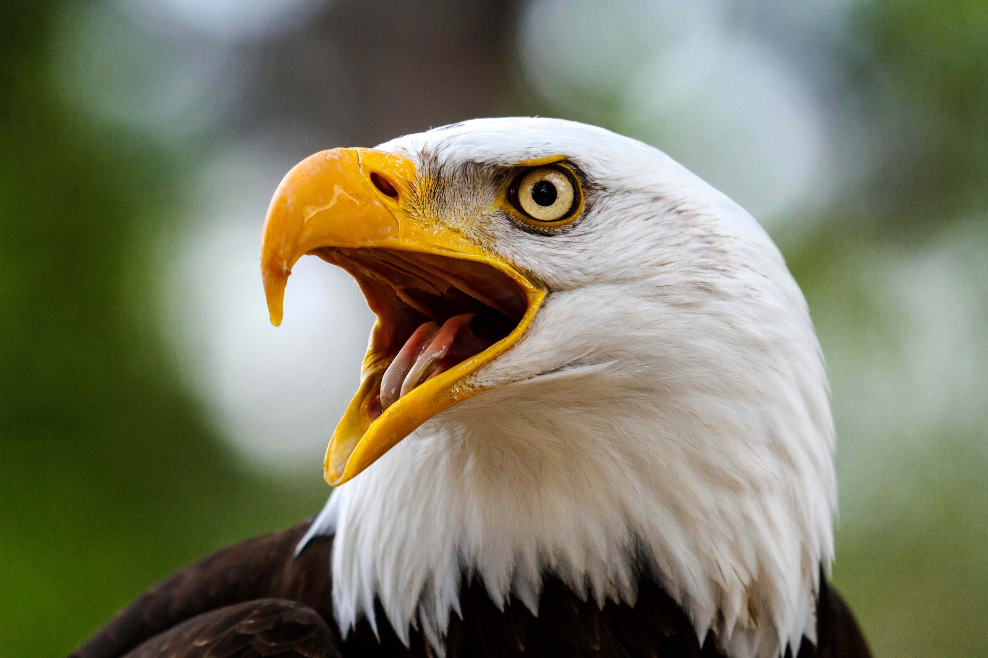 Eyes of the wild: How animals see the world | VailDaily.com