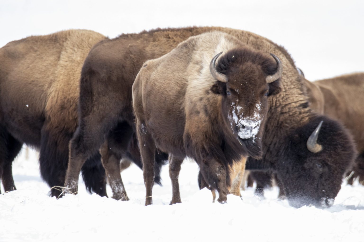 Colorado Parks and Wildlife takes first steps toward managing bison as ...