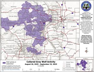 Here’s what Colorado’s gray wolves are up to as they establish ...