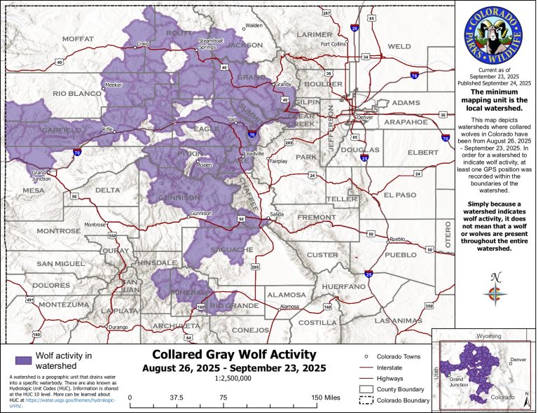 Here’s what Colorado’s gray wolves are up to as they establish ...