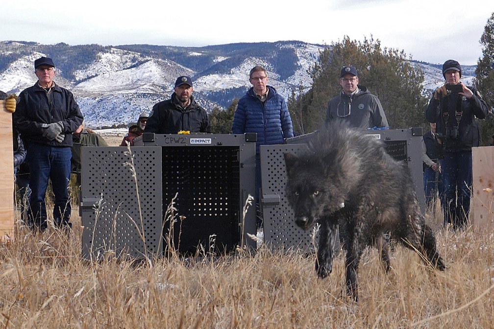 Trump administration tells Colorado wolves must come from U.S. Rockies ...