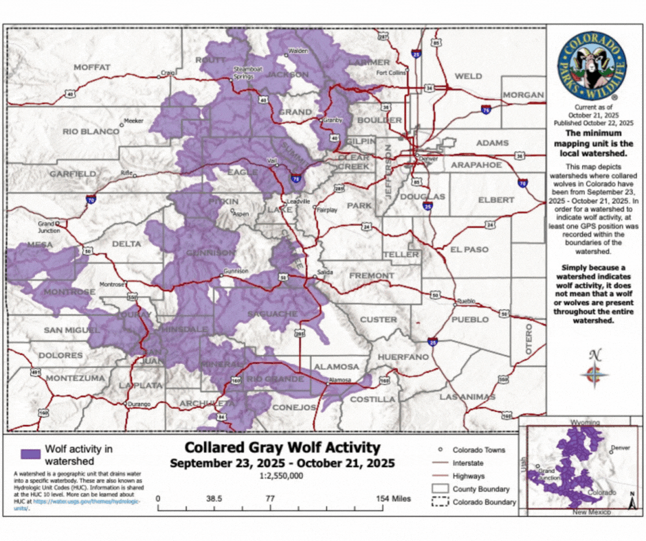 Colorado’s reintroduced wolves retreating from counties near the Utah ...