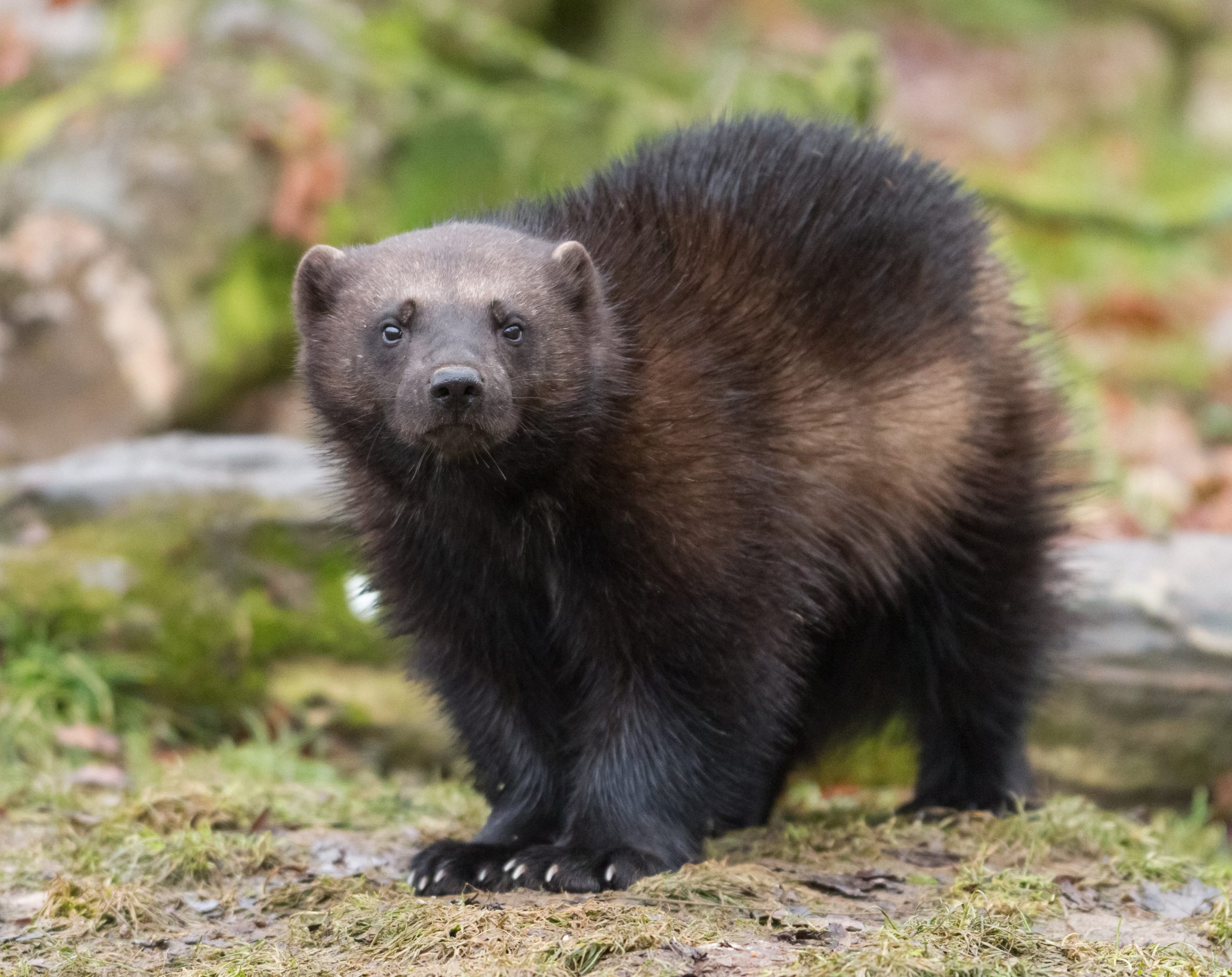 Colorado’s historic wolverine restoration will start soon. Here’s what ...