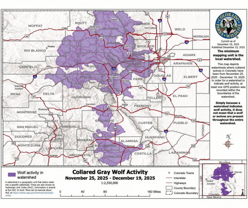Wolf activity in January includes territorial movements as well as ...