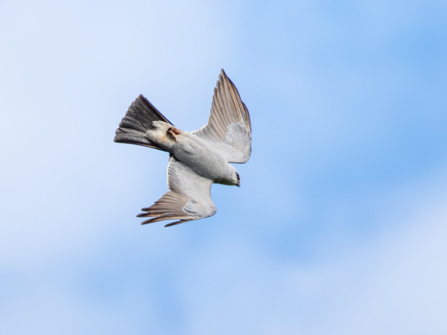 Curious Nature: The living inspiration behind the kite | VailDaily.com