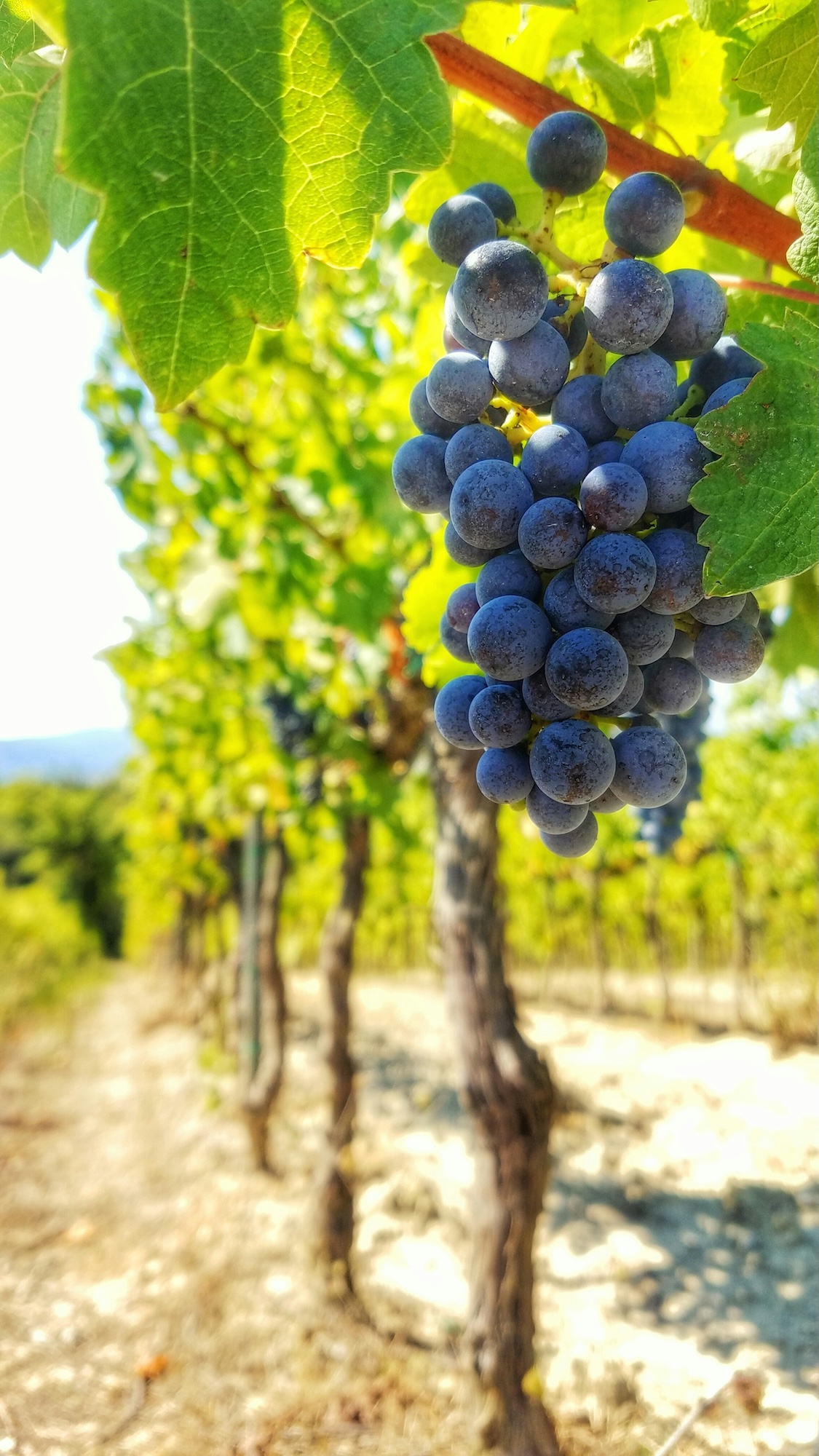 Who Is America’s Most Wine-Savvy President? | VailDaily.com