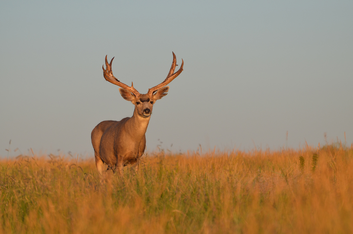 Colorado big game hunting and fishing licenses are now available for ...