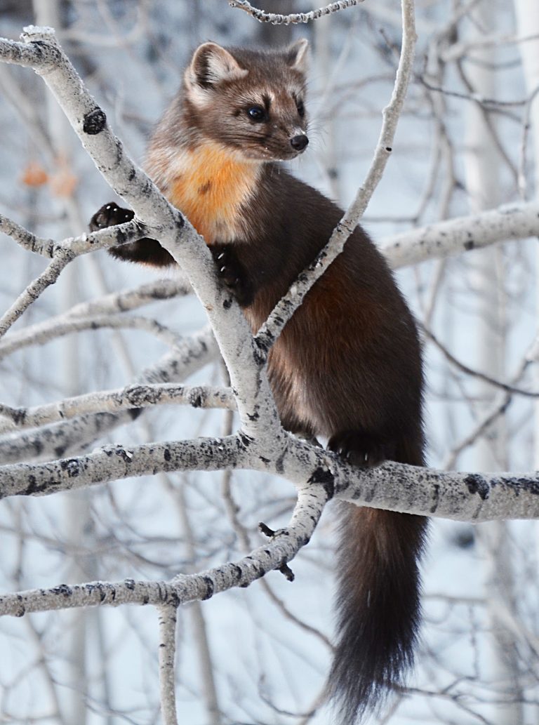 Colorado to pursue furbearer hunting limits, commercial sale ban after ...