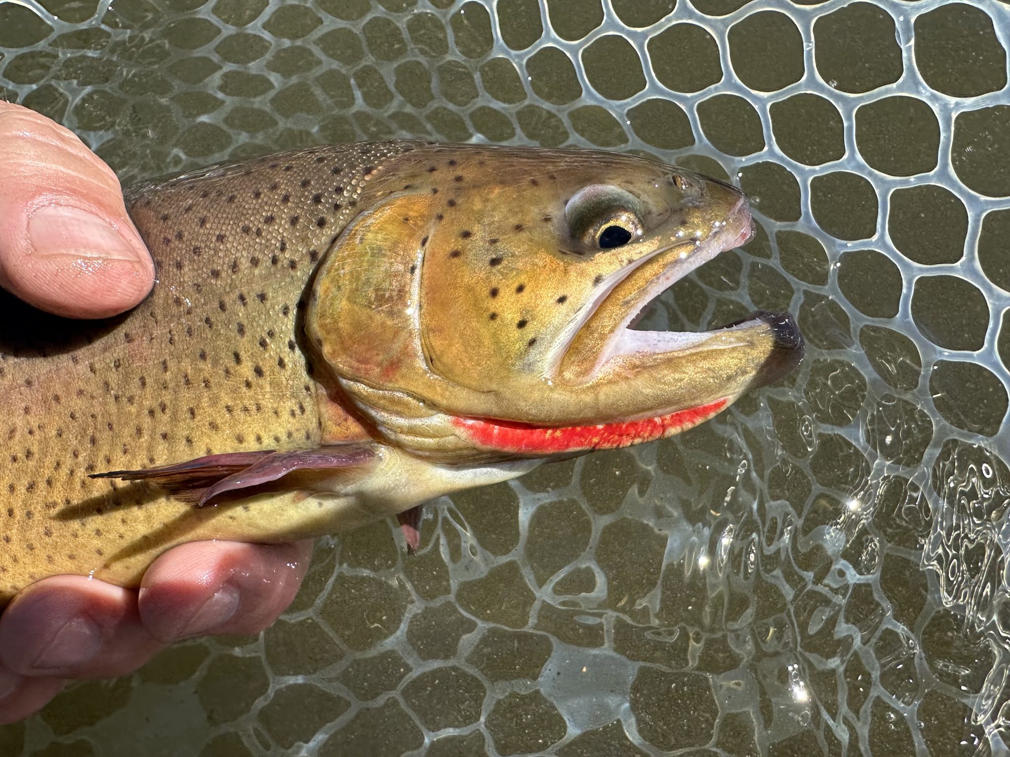 Salomone: Take notice of spawning. | VailDaily.com