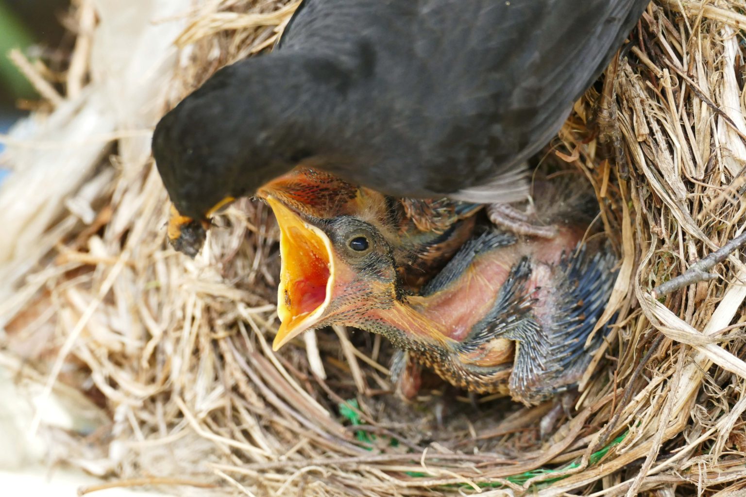 Curious Nature: Before you pick up that baby bird, read this ...