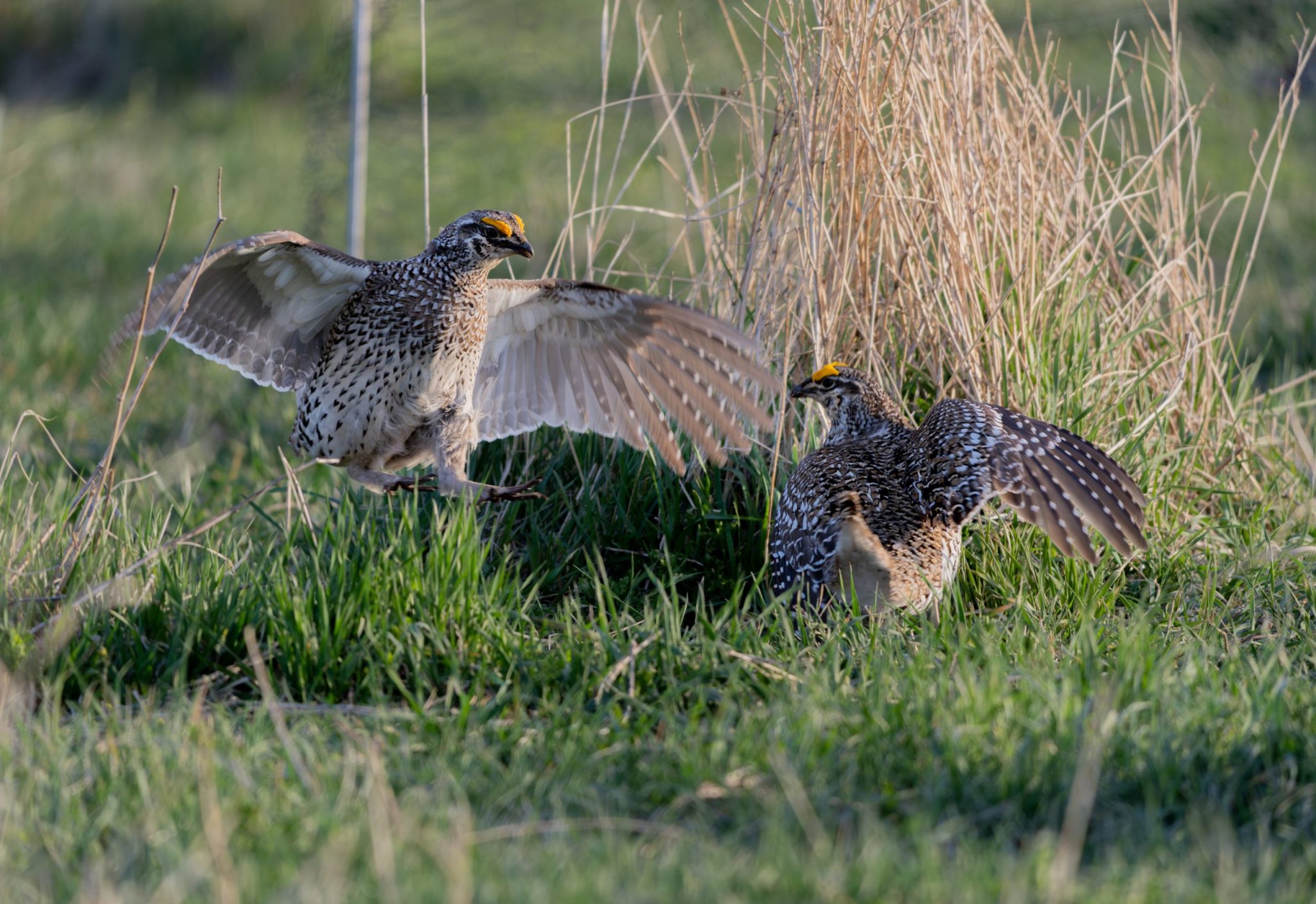 Columbian sharp-tail grouse find new home in Grand County as 25 years ...