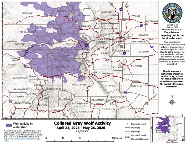 Colorado wolves expand activity around central mountains, May map shows ...