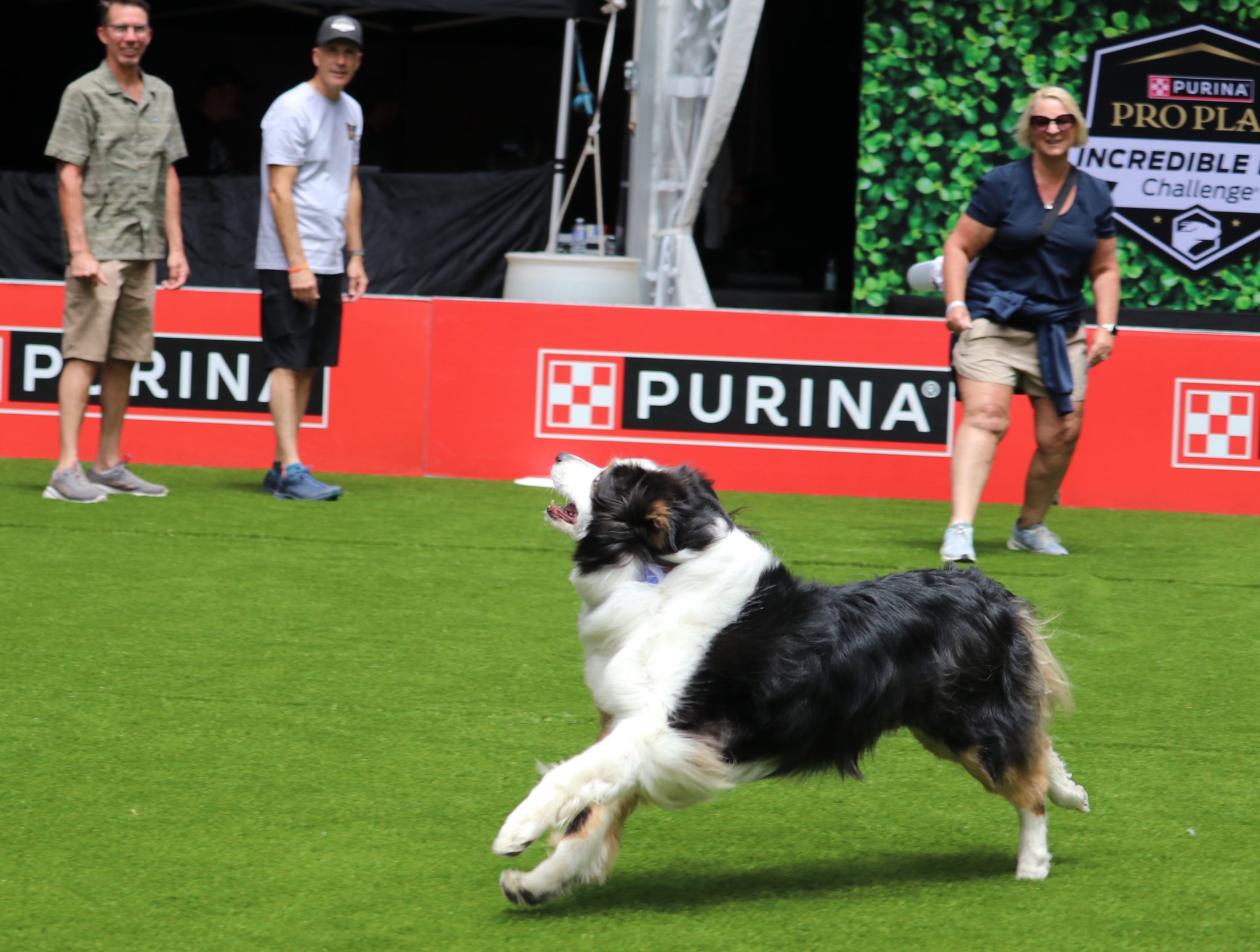 Learn from the Pros: Chicago couple tries out the Purina Incredible Dog ...