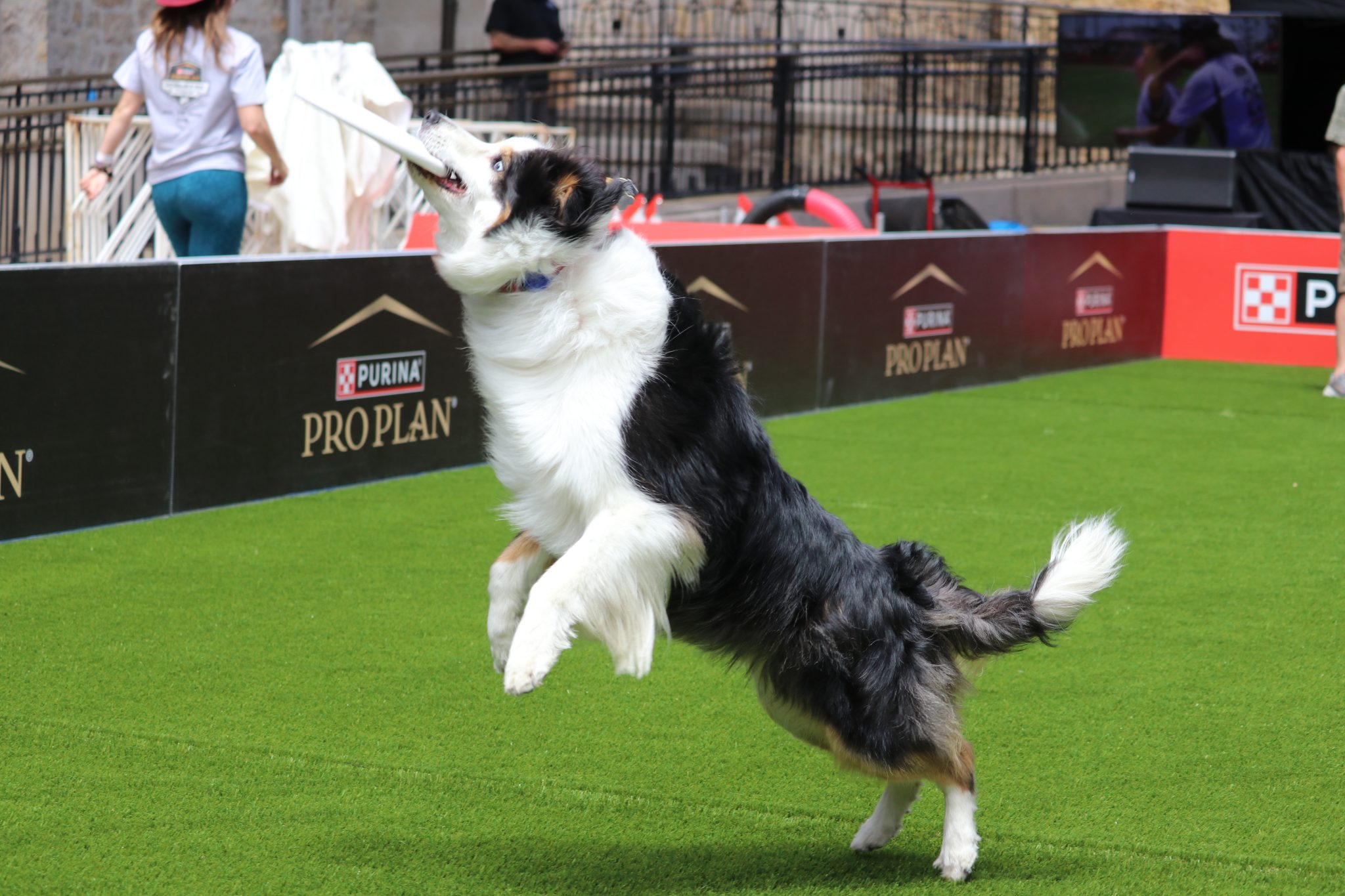 Learn from the Pros: Chicago couple tries out the Purina Incredible Dog ...