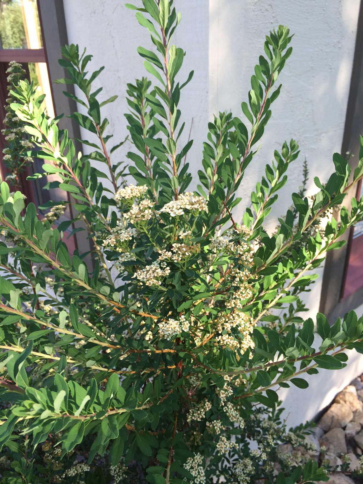 Colorado Master Gardeners: Spirea in the garden | SteamboatToday.com
