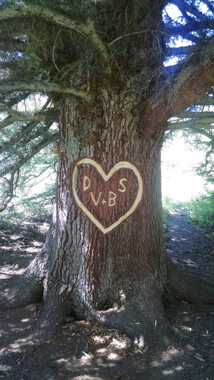 Local cycling group takes to social media to find culprit behind tree ...