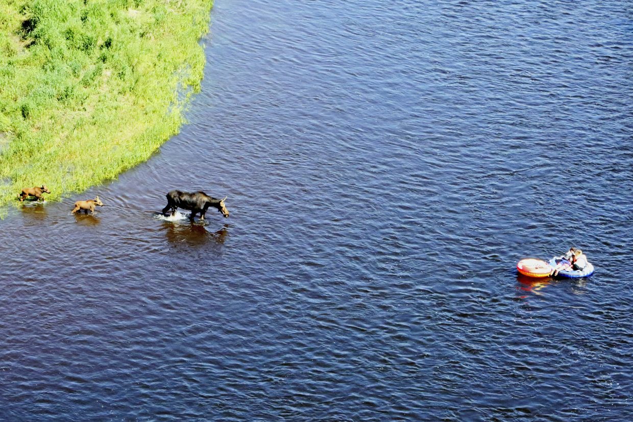 Photographer describes moose encounter with tubers in Steamboat ...