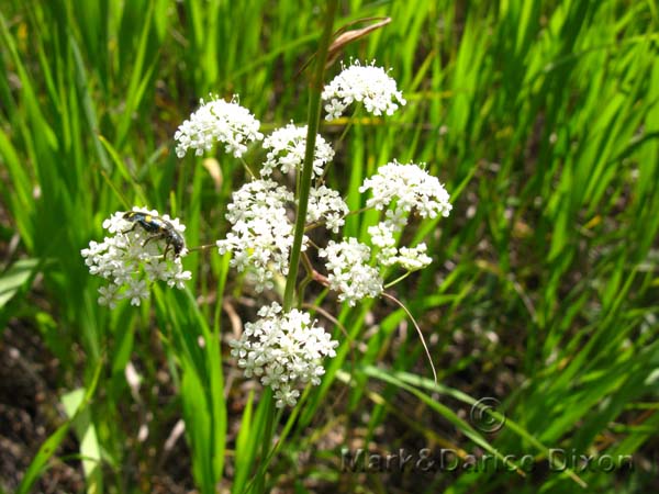 Gardening with Deb Babcock: The Yampa plant and other edible natives ...
