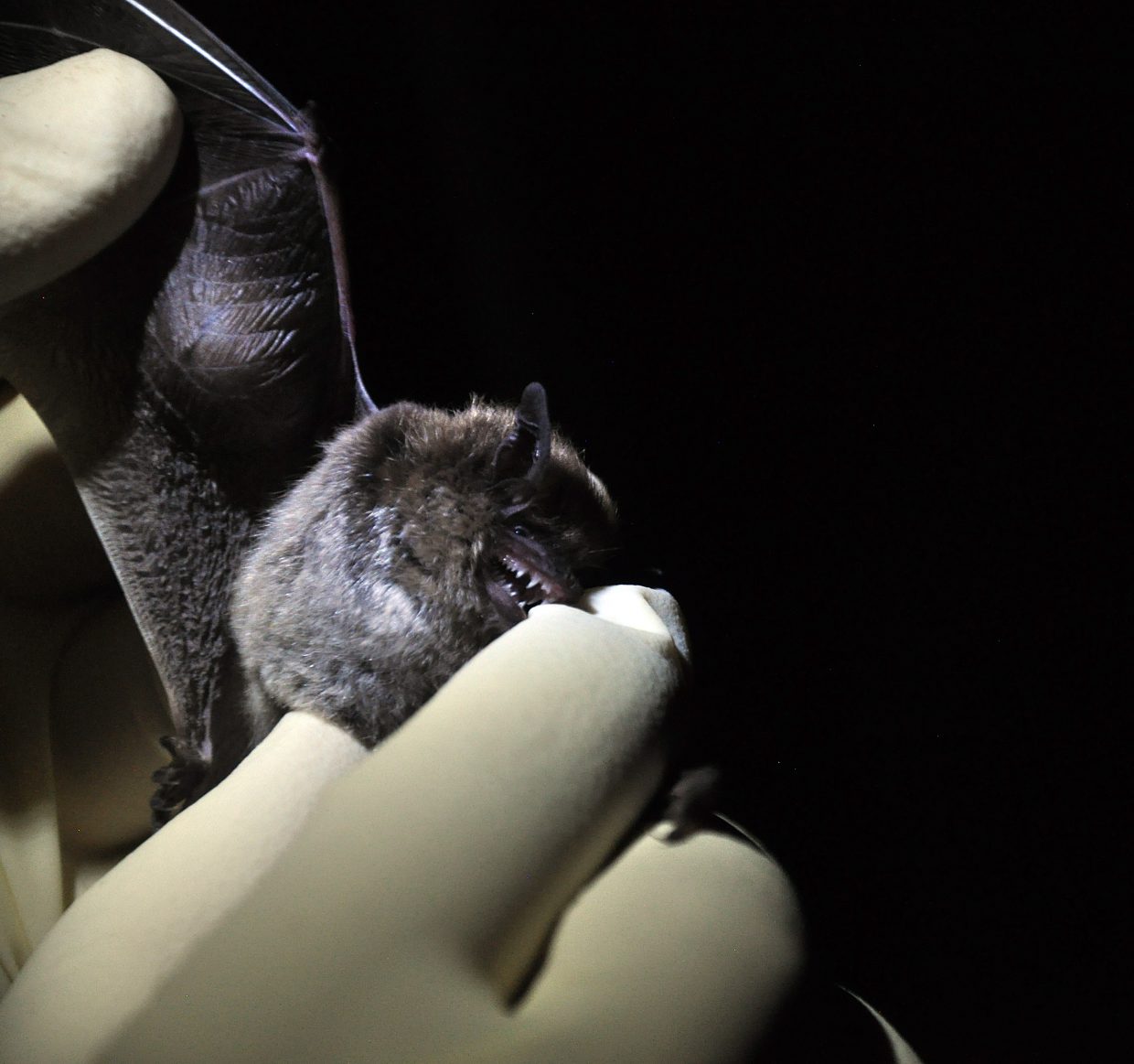 A night at the bat house: Rehder Ranch serves as ground zero for bat ...