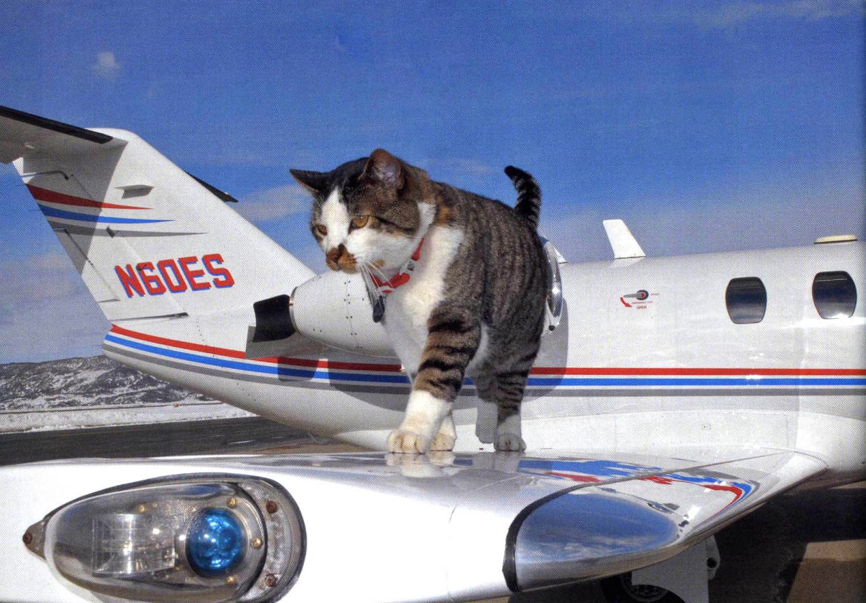 Steamboat Springs loses its most famous cat | SteamboatToday.com