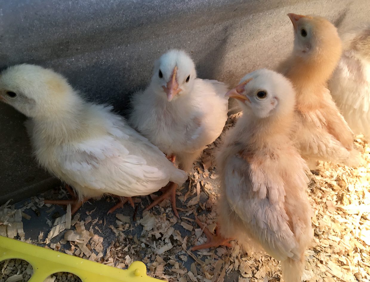 Local ranch retailer specializes in high-altitude chicks ...