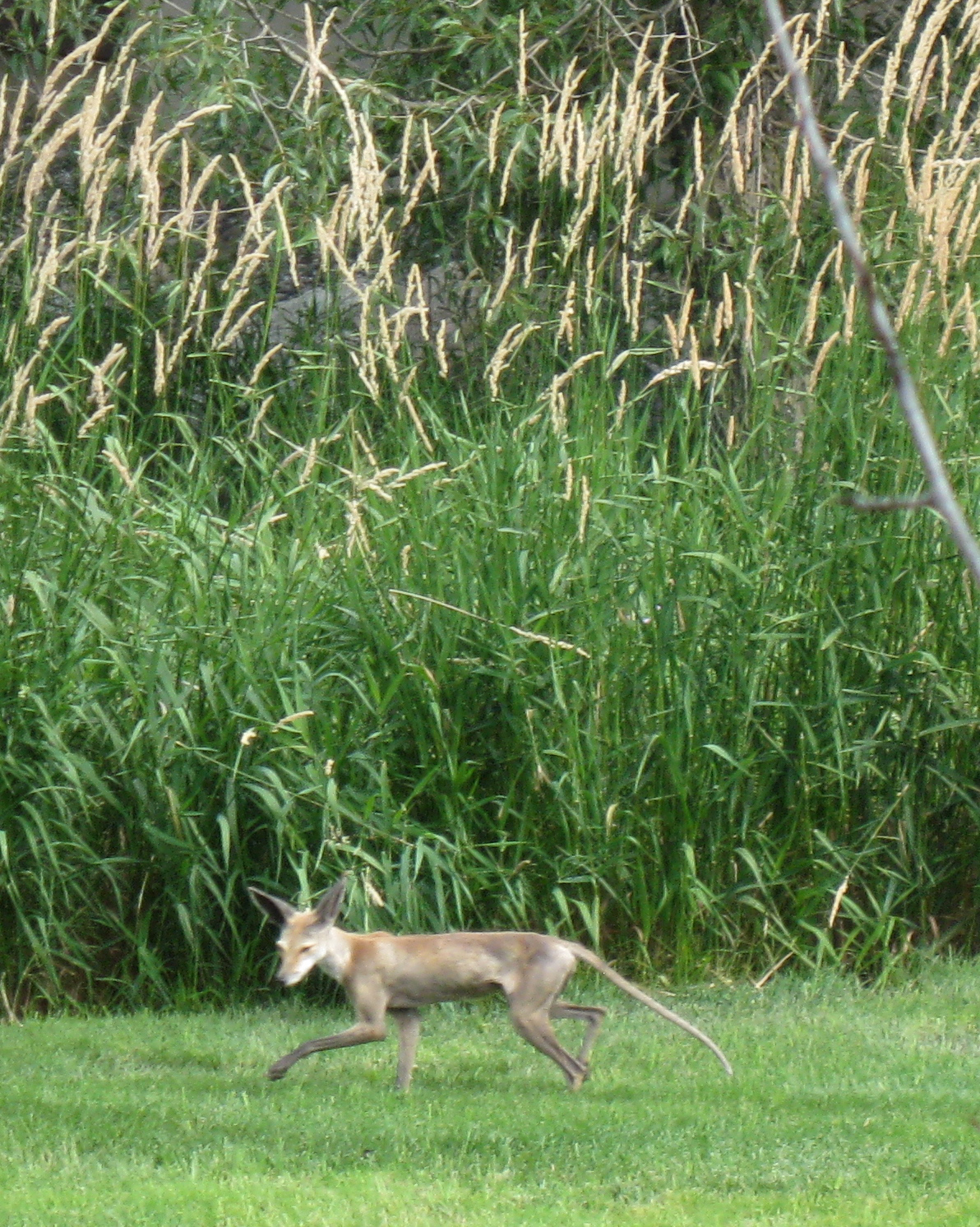 Resident spots return of the hairless fox | SteamboatToday.com