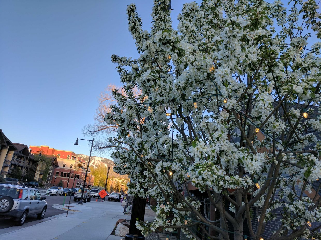 Colorado Master Gardeners: Caring for flowering trees | SteamboatToday.com
