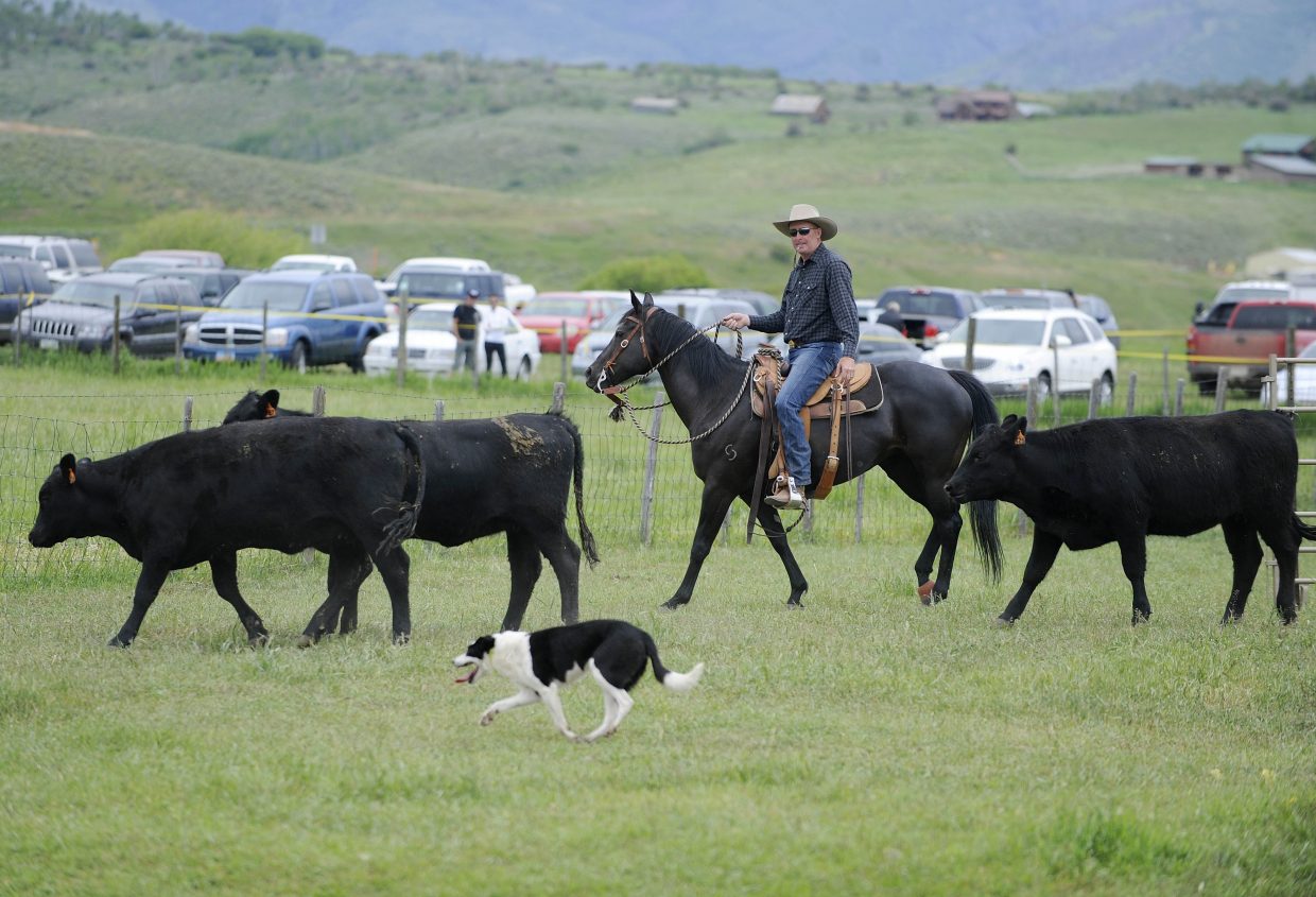 Just another day in a dog’s life at National Cattledog Association ...