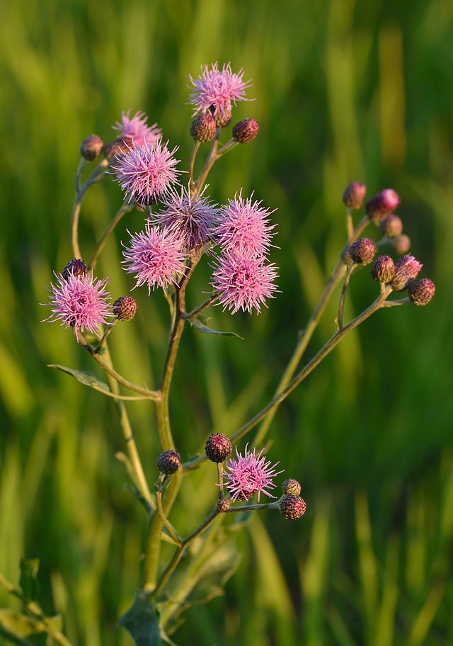 Gardening with Deb Babcock: Thistle harmful to environment and animals ...