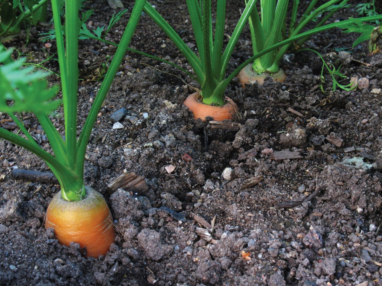 Jane McLeod: What’s up, Doc? Carrots, of course | SteamboatToday.com