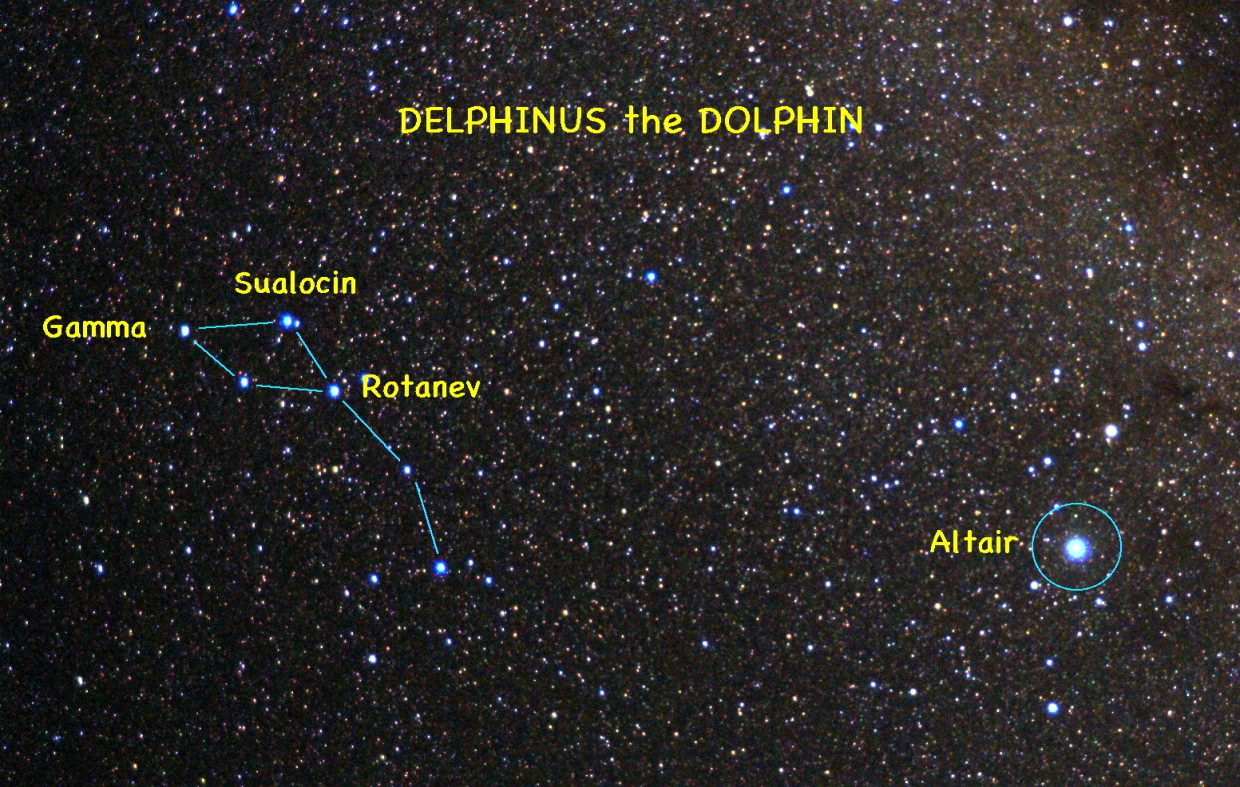 Jimmy Westlake: Delightful Delphinus | SteamboatToday.com