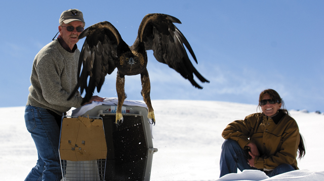 Tracy Bye rehabilitates animals at Born Free | SteamboatToday.com
