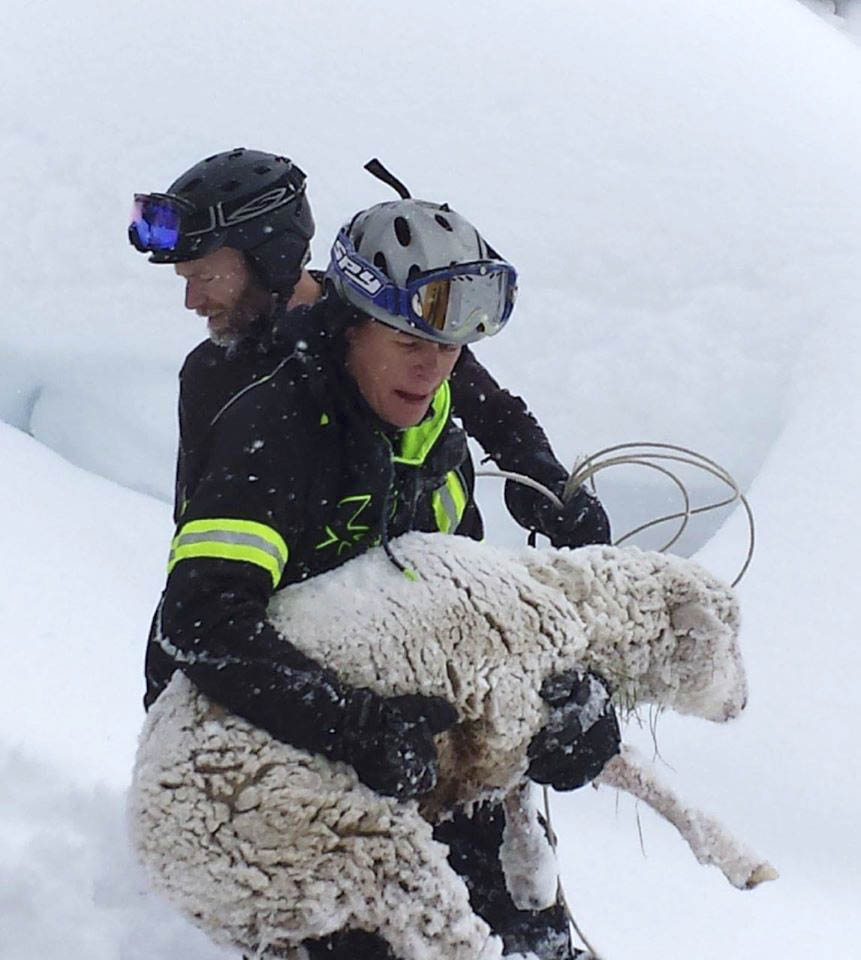 Sheep rescued from Steamboat Ski Area | SteamboatToday.com