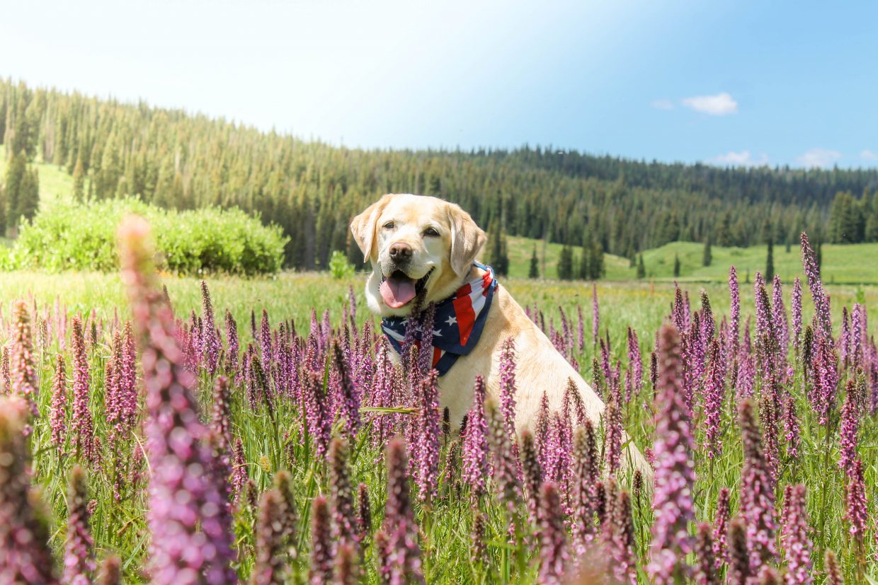 Routt County in photos August 25, 2017 | SteamboatToday.com