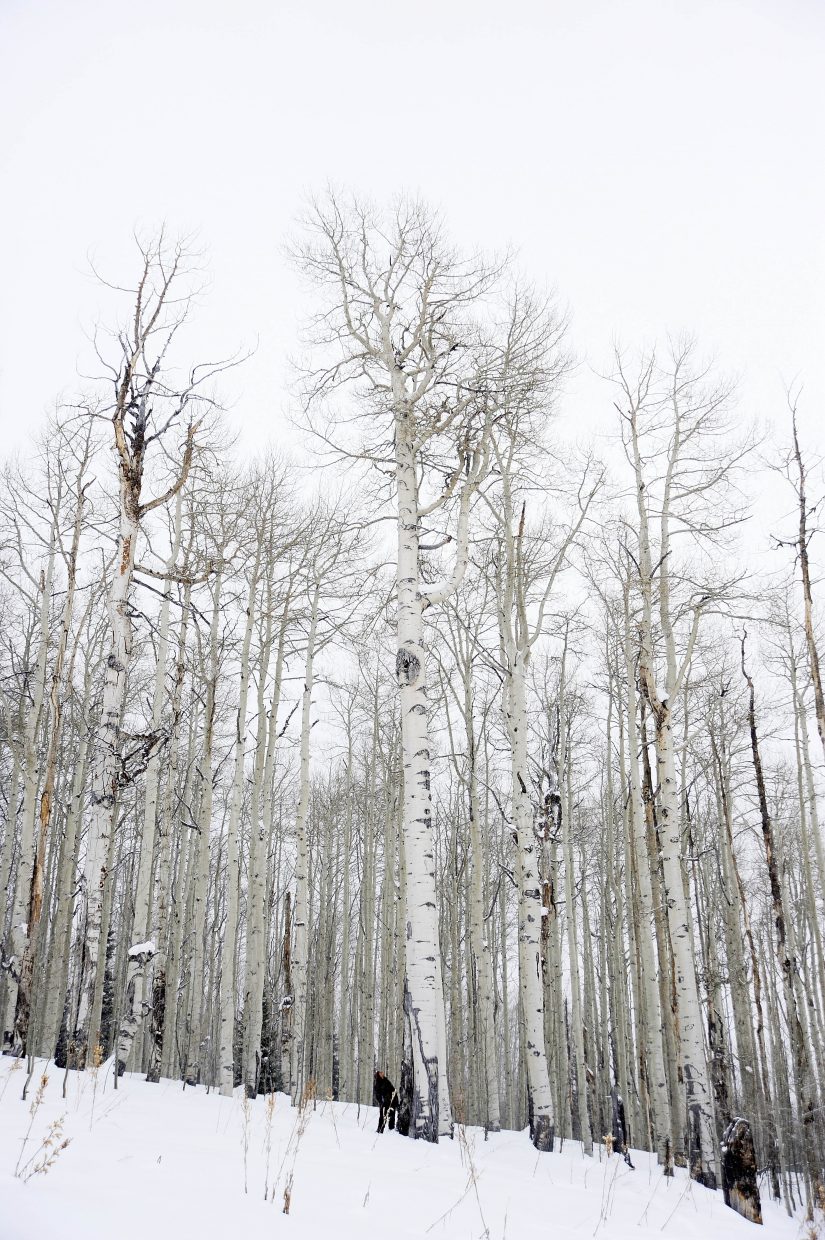 The hunt for the next big tree photos | SteamboatToday.com