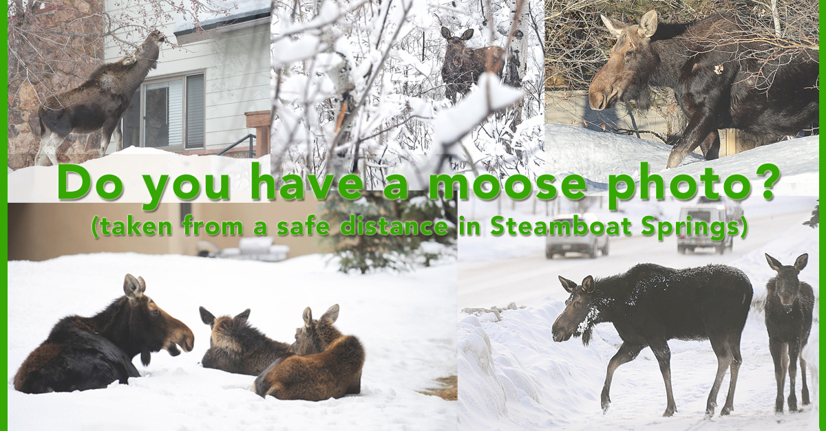 Moose in Steamboat Springs | SteamboatToday.com